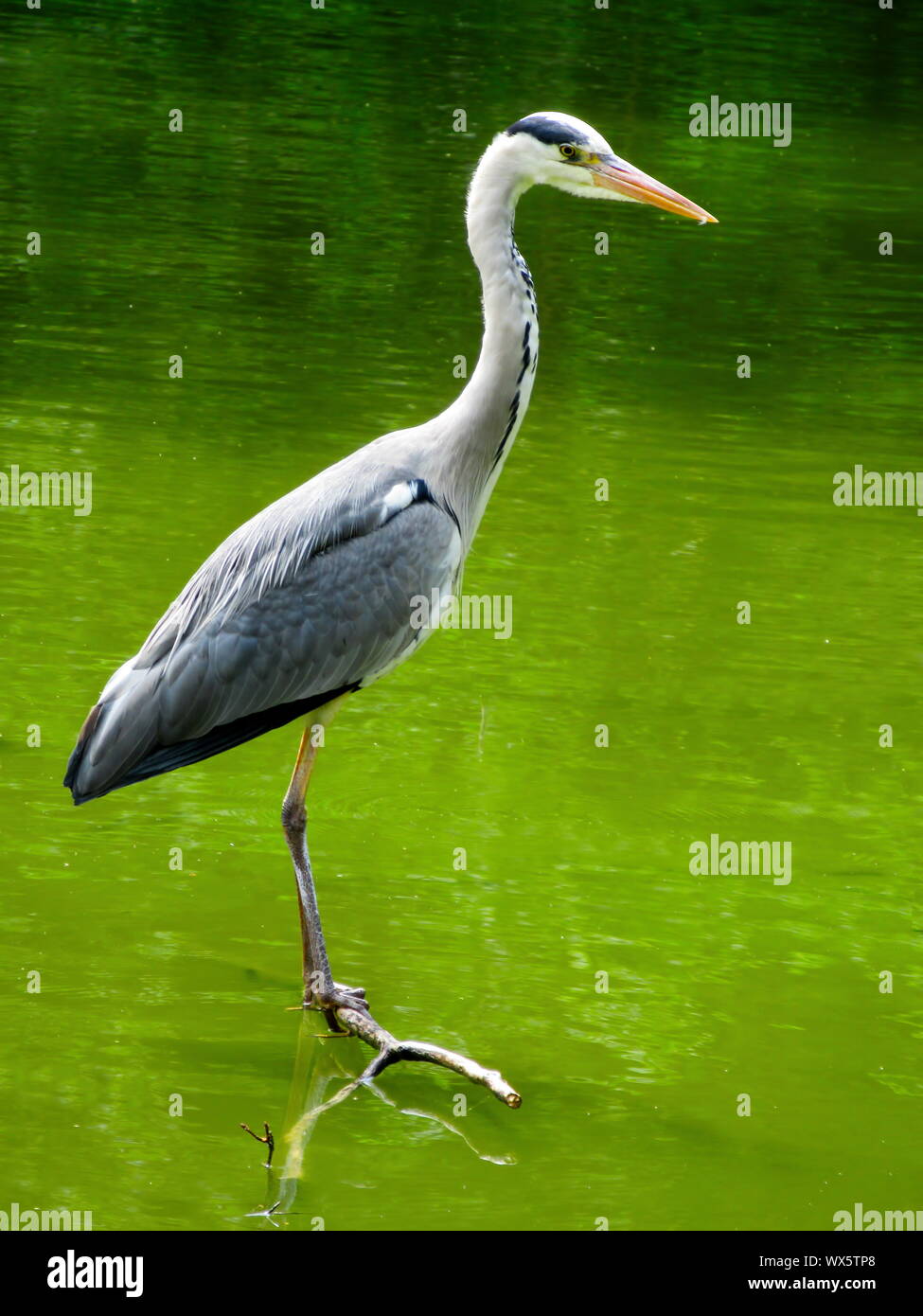 Herons hi-res stock photography and images - Alamy
