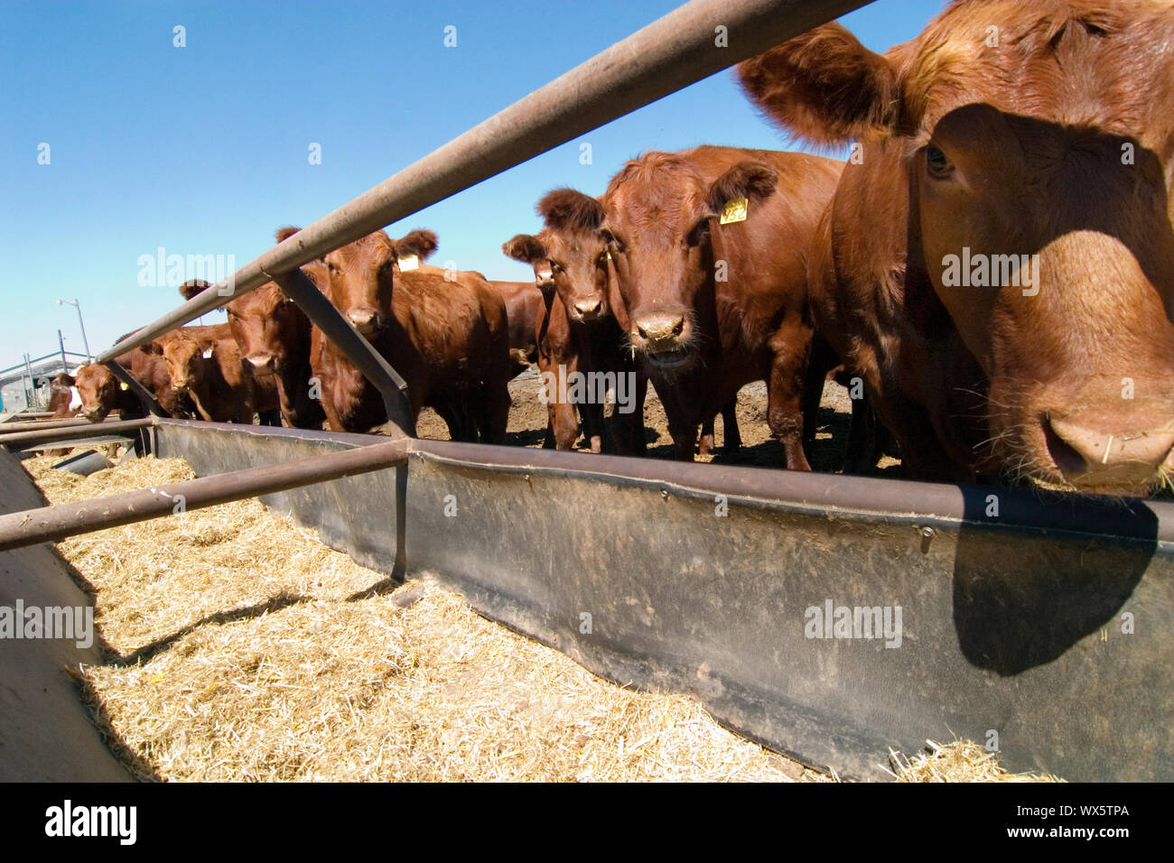 Feed bunk hi-res stock photography and images - Alamy