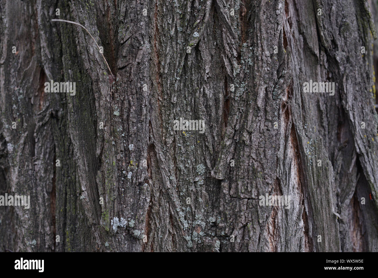 Background of tree bark. The texture of the old trees. A series of ...