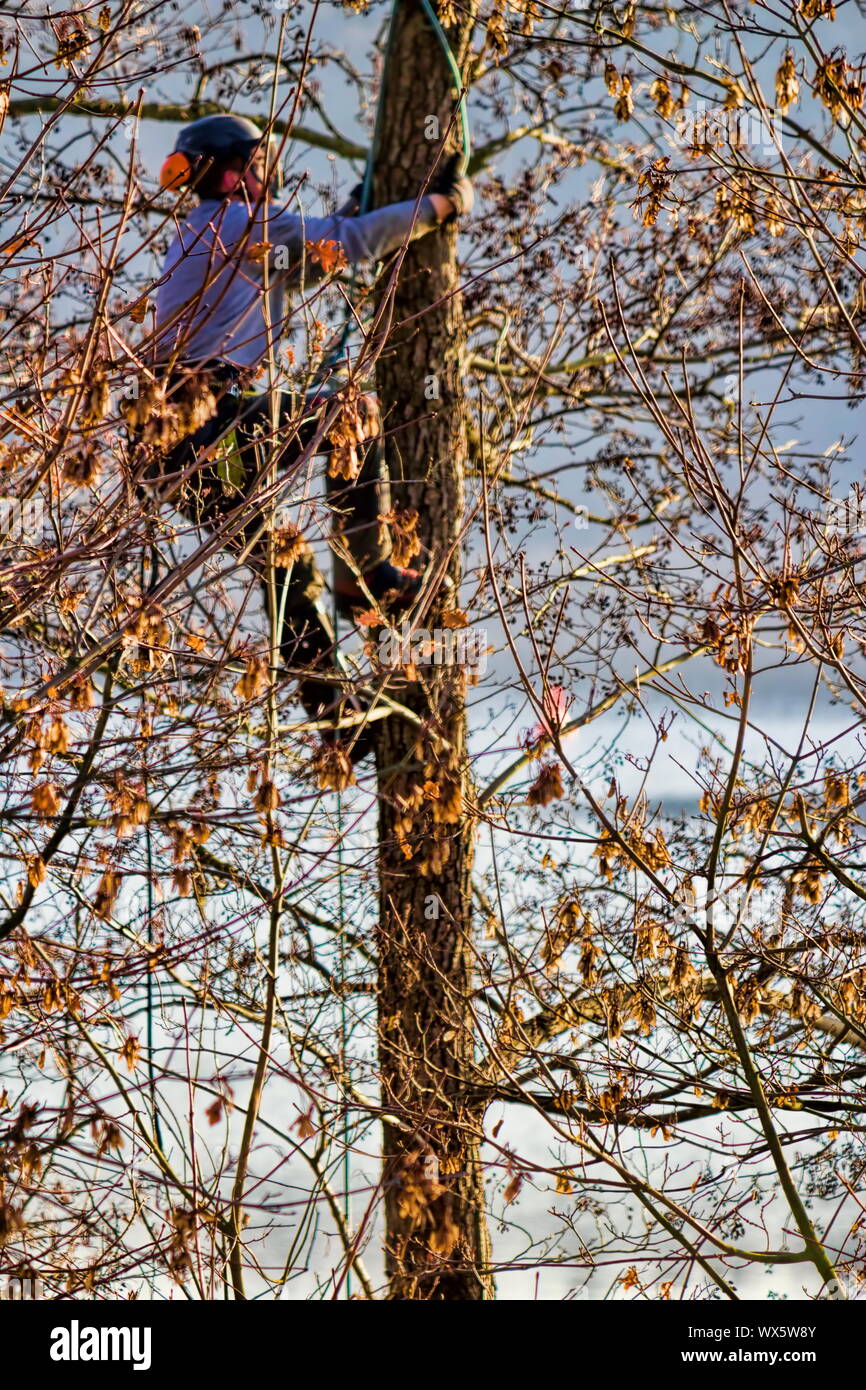 Tree works hi-res stock photography and images - Alamy