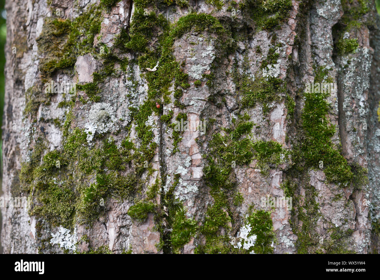 Background of tree bark. The texture of the old trees. A series of ...