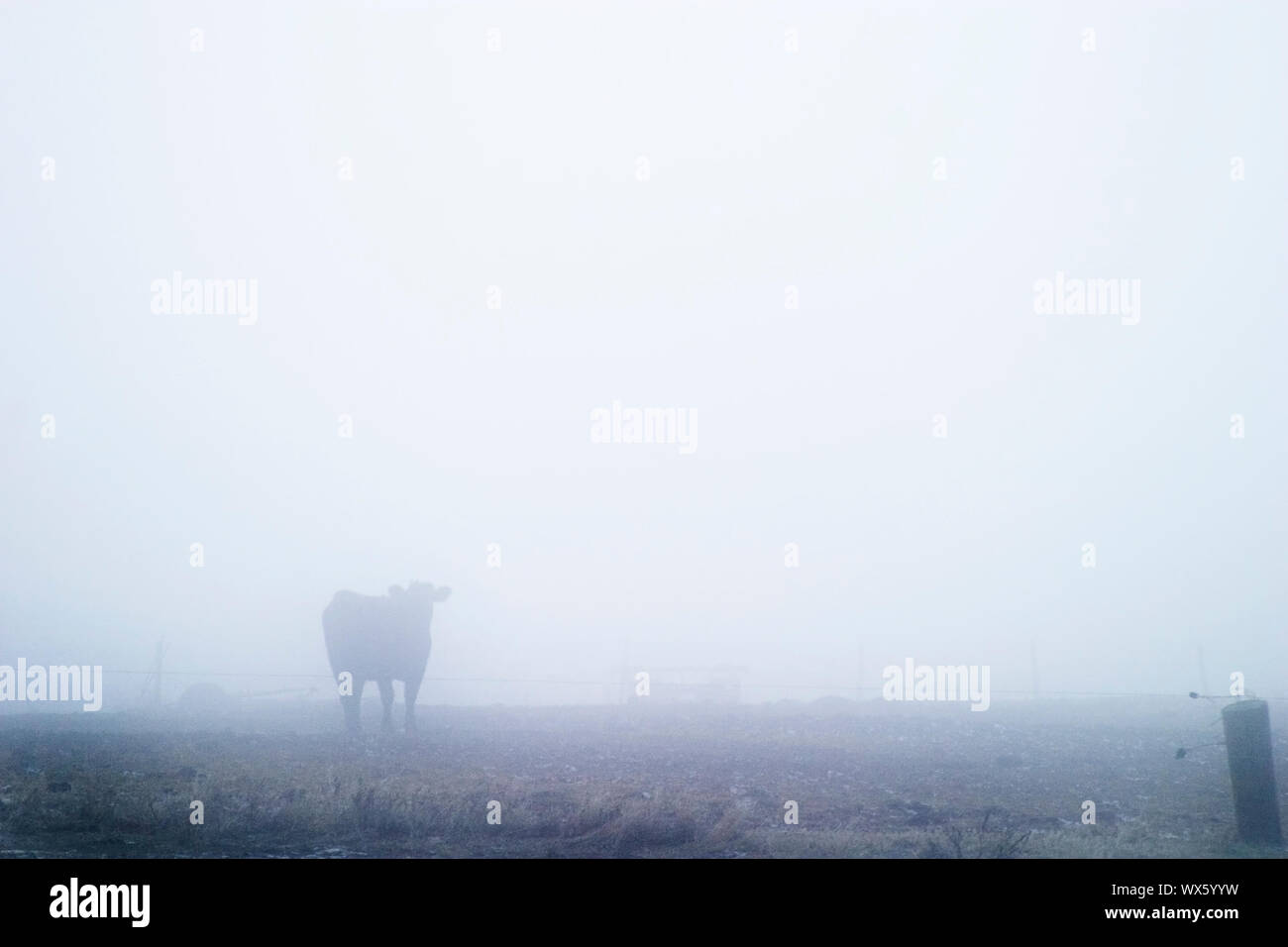Cow in Fog Stock Photo - Alamy