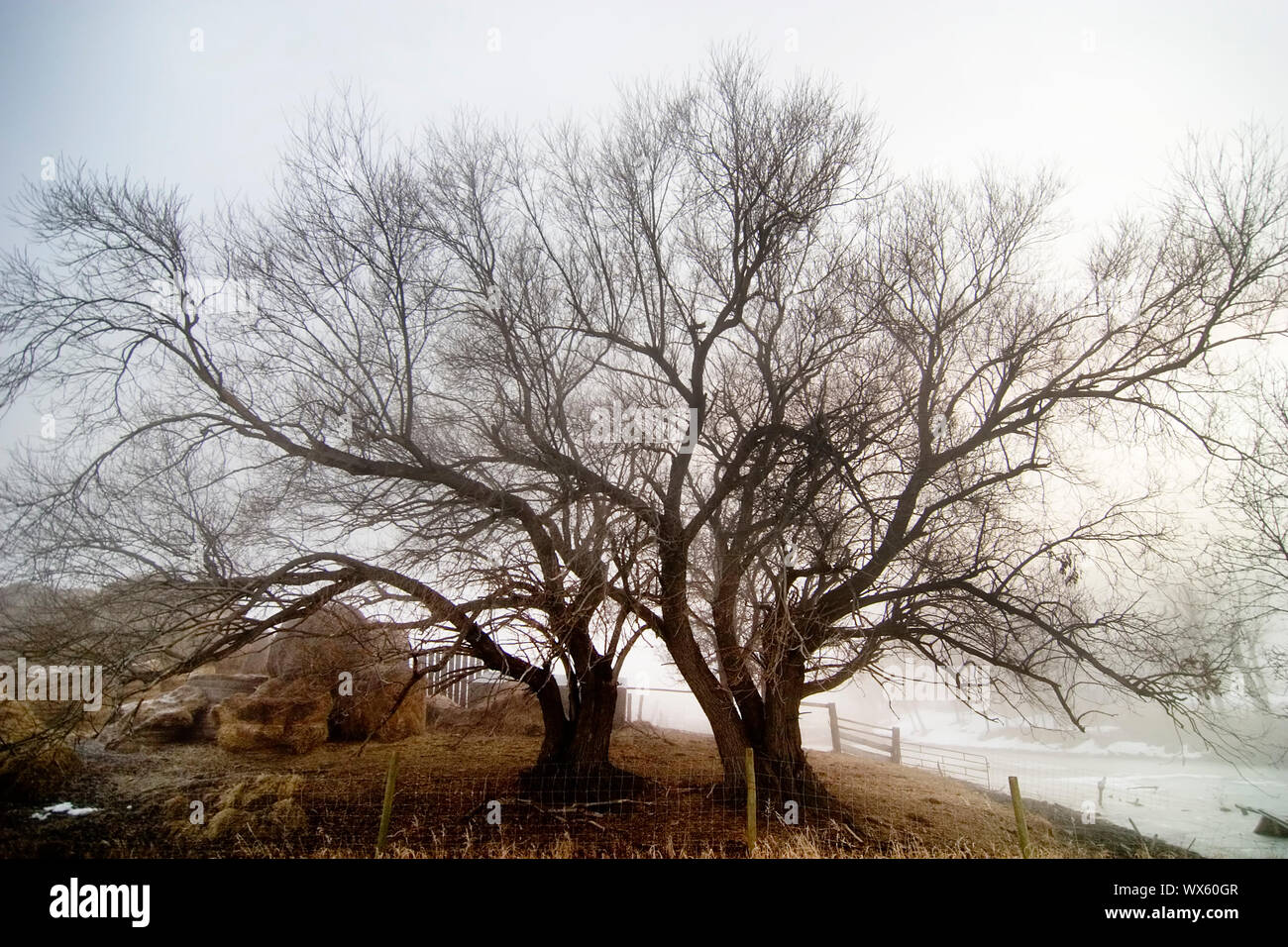 Large tree on the Saskatchewan Landscape Stock Photo - Alamy