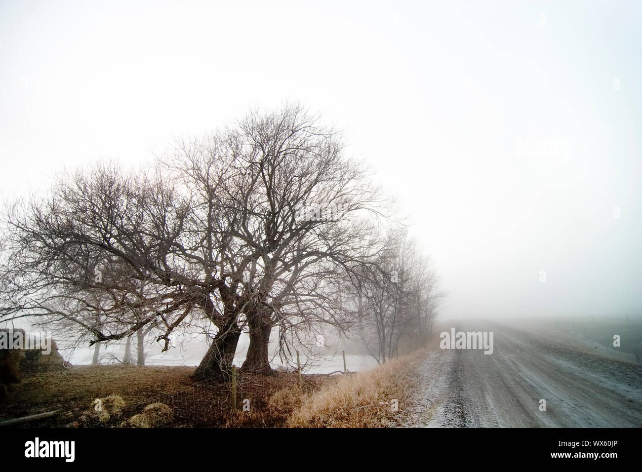 Large tree on the Saskatchewan Landscape Stock Photo - Alamy