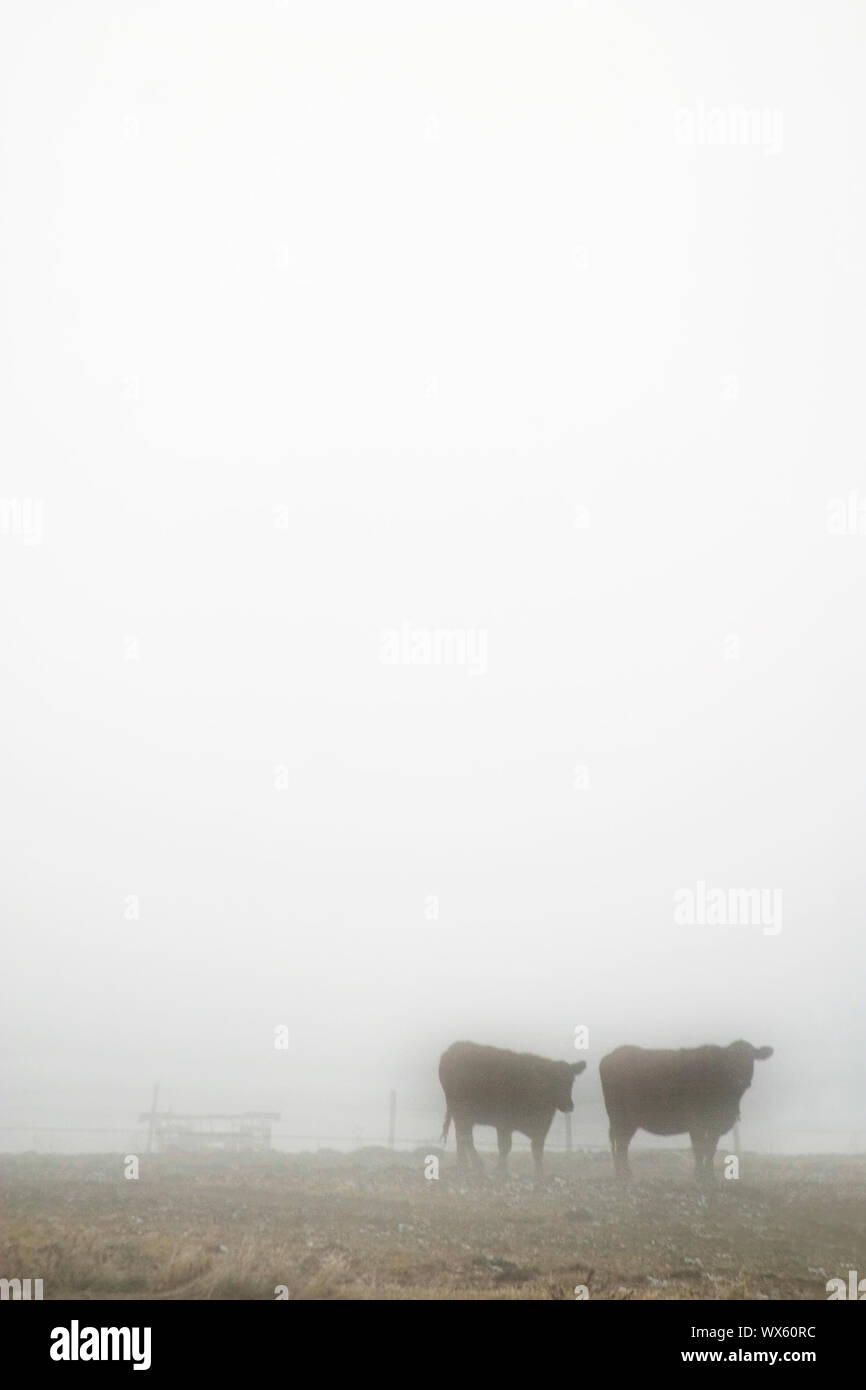 Cows in Fog Stock Photo - Alamy