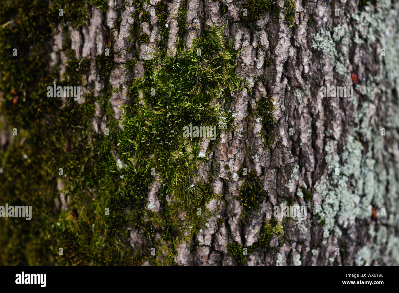 Background of tree bark. The texture of the old trees. A series of ...