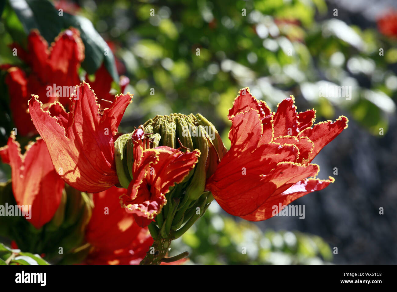 African tulip tree, fountain tree, Nandi flame, Nile flame, squirt tree ...