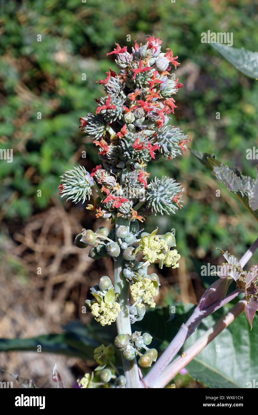 Castor (Ricinus communis), inflorescence with male and female flowers ...