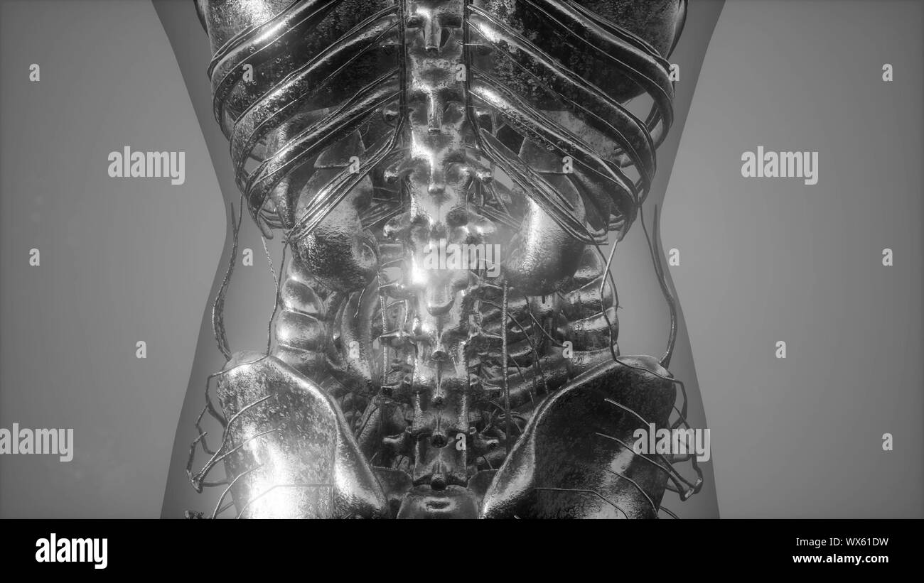 radiographic scan of homan skeletal bones Stock Photo - Alamy