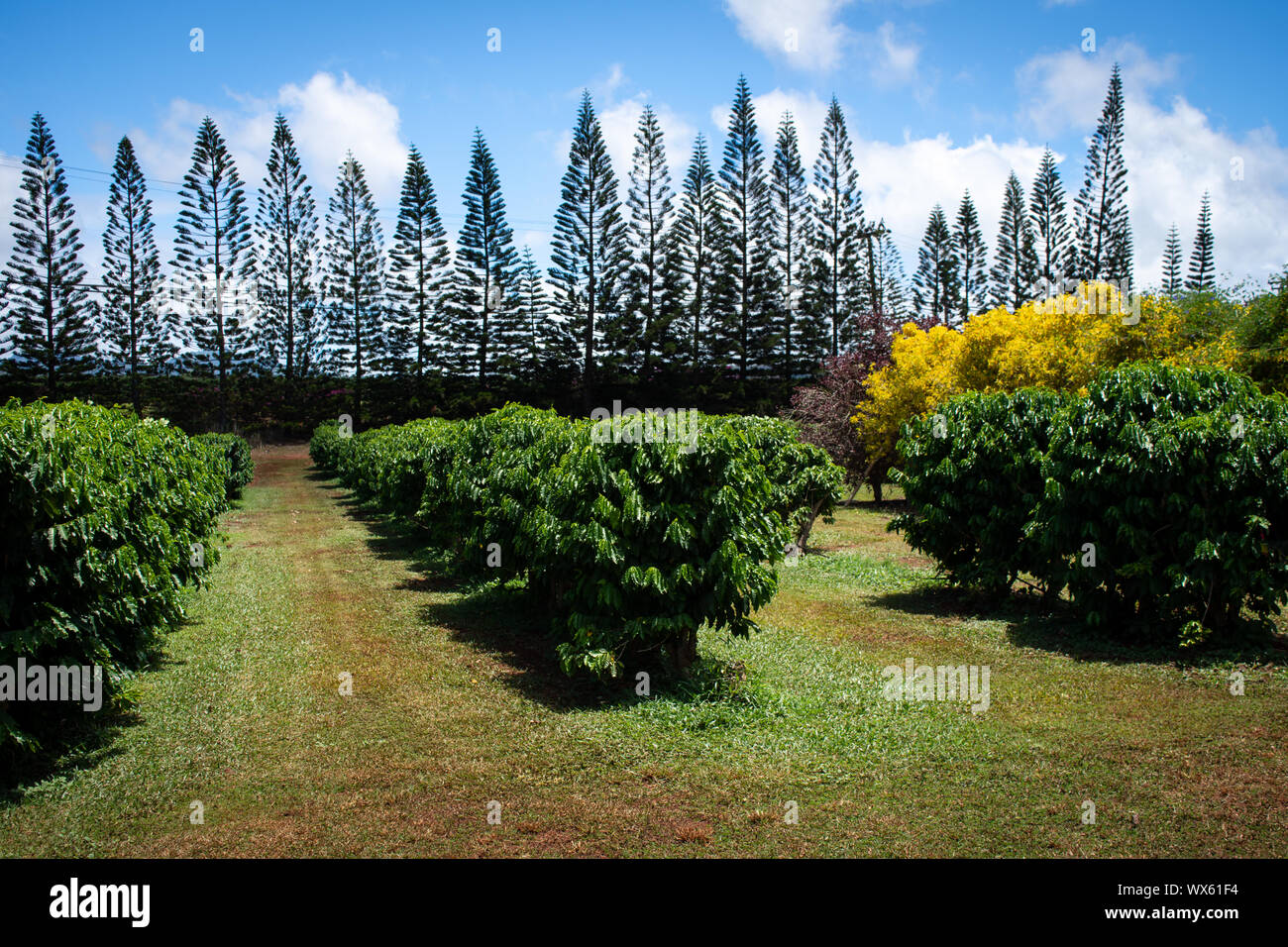 Coffee Tree Plantation in Sunny Hawaii Stock Photo - Alamy