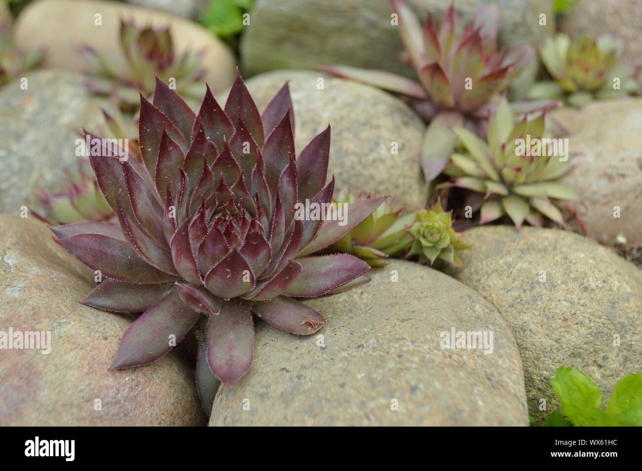Closeup Hens and Chicks Cacti on Rock Garden Succulent Stock Photo - Alamy