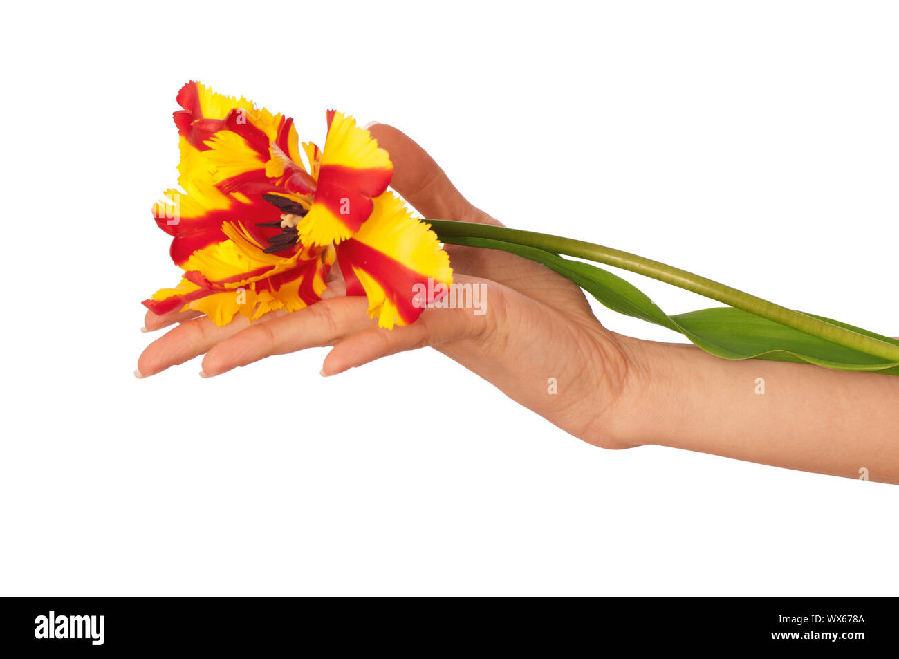 Tulip fingers Cut Out Stock Images & Pictures - Alamy