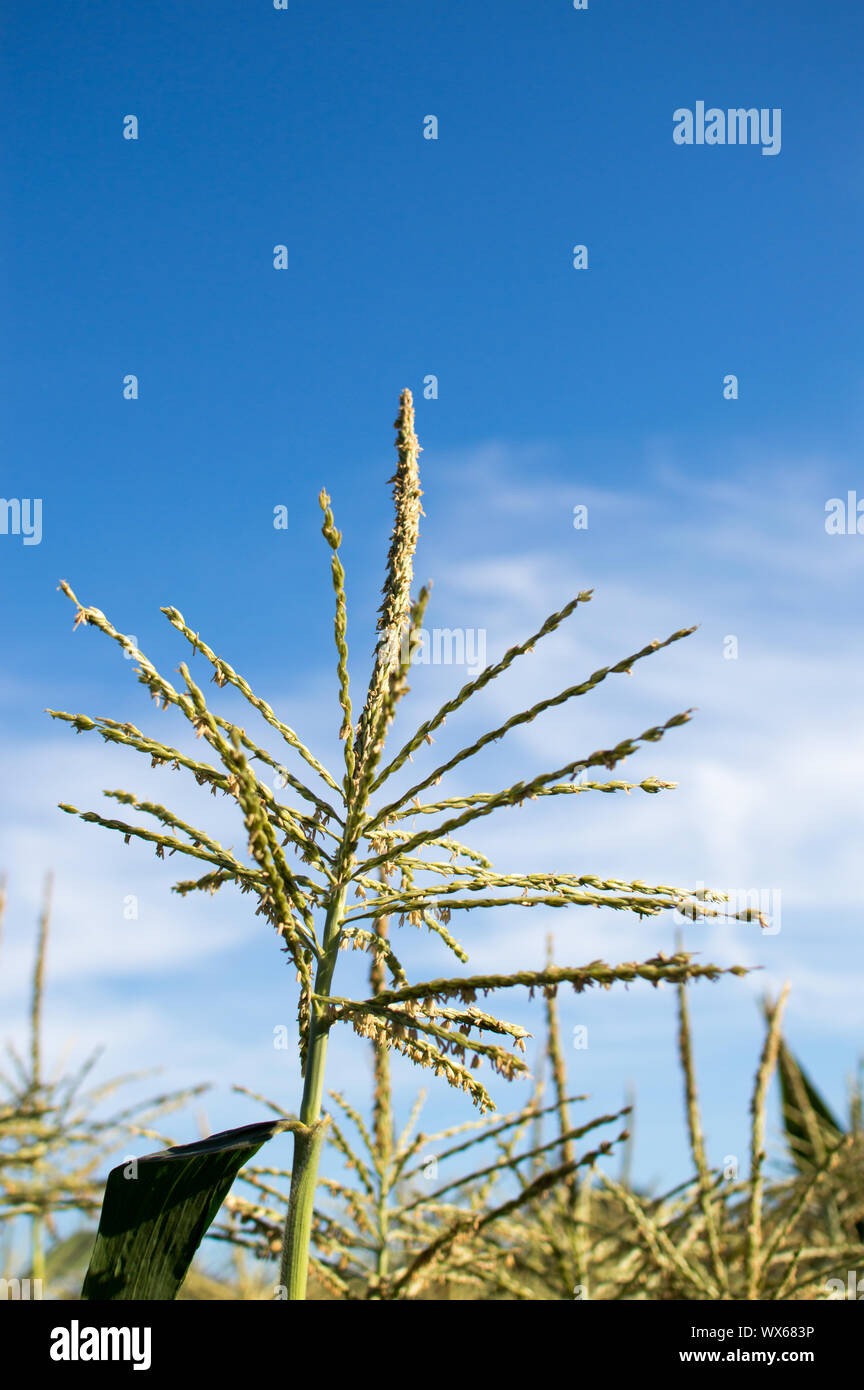 Corn Labeled Parts Of Plant