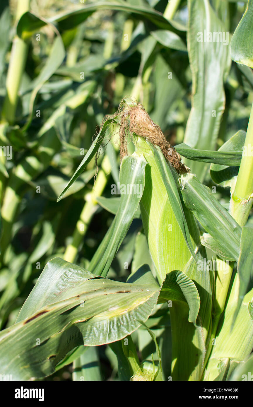 Corn on stalk Stock Photo - Alamy
