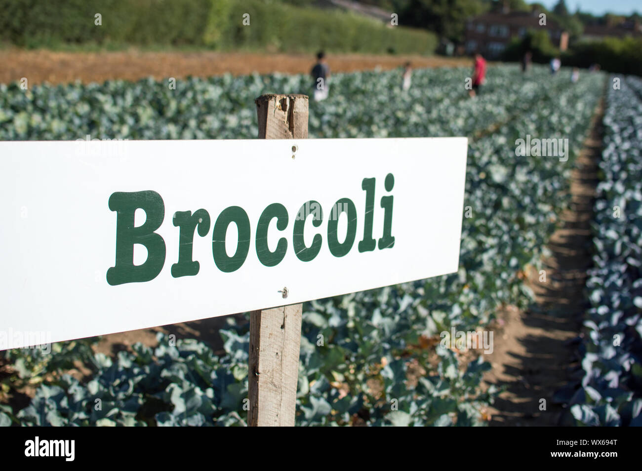 Broccoli vegetable farm Stock Photo - Alamy