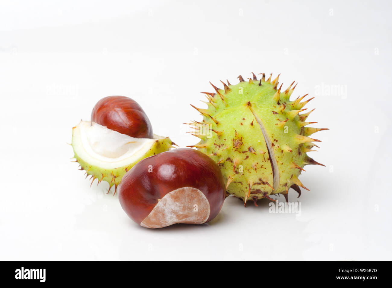 isolated Chestnut on white background Stock Photo - Alamy