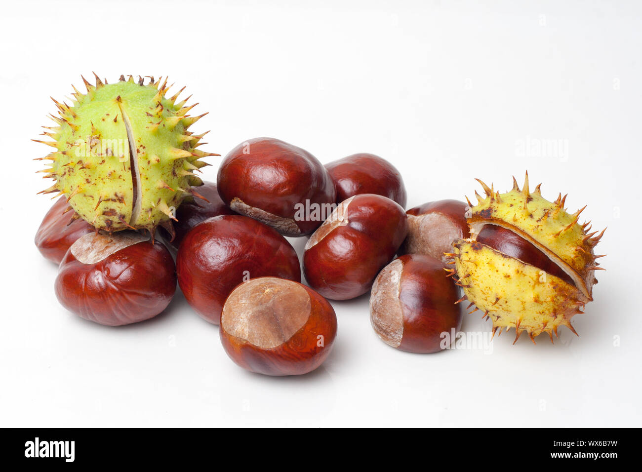 isolated Chestnut on white background Stock Photo - Alamy