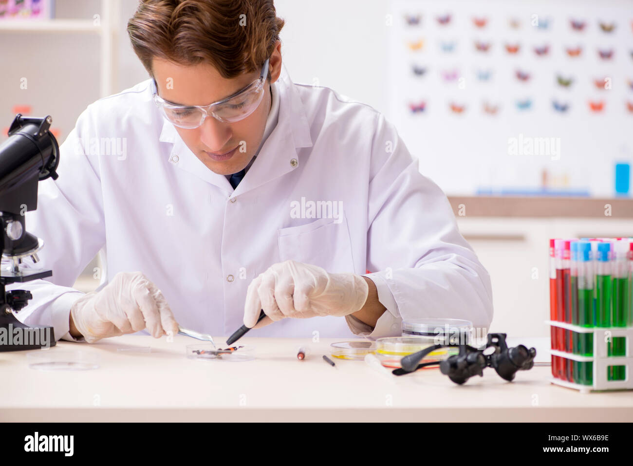 Entomology lab hi-res stock photography and images - Alamy