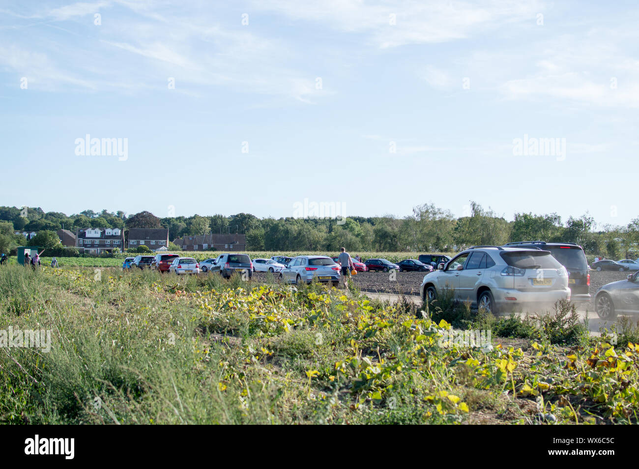 Cars parked in pick your own farm fields Stock Photo - Alamy