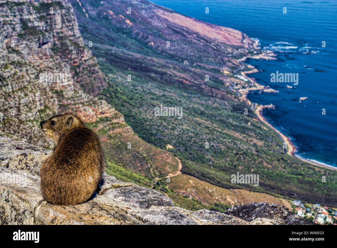 Dassie Table Mountain High Resolution Stock Photography and Images - Alamy
