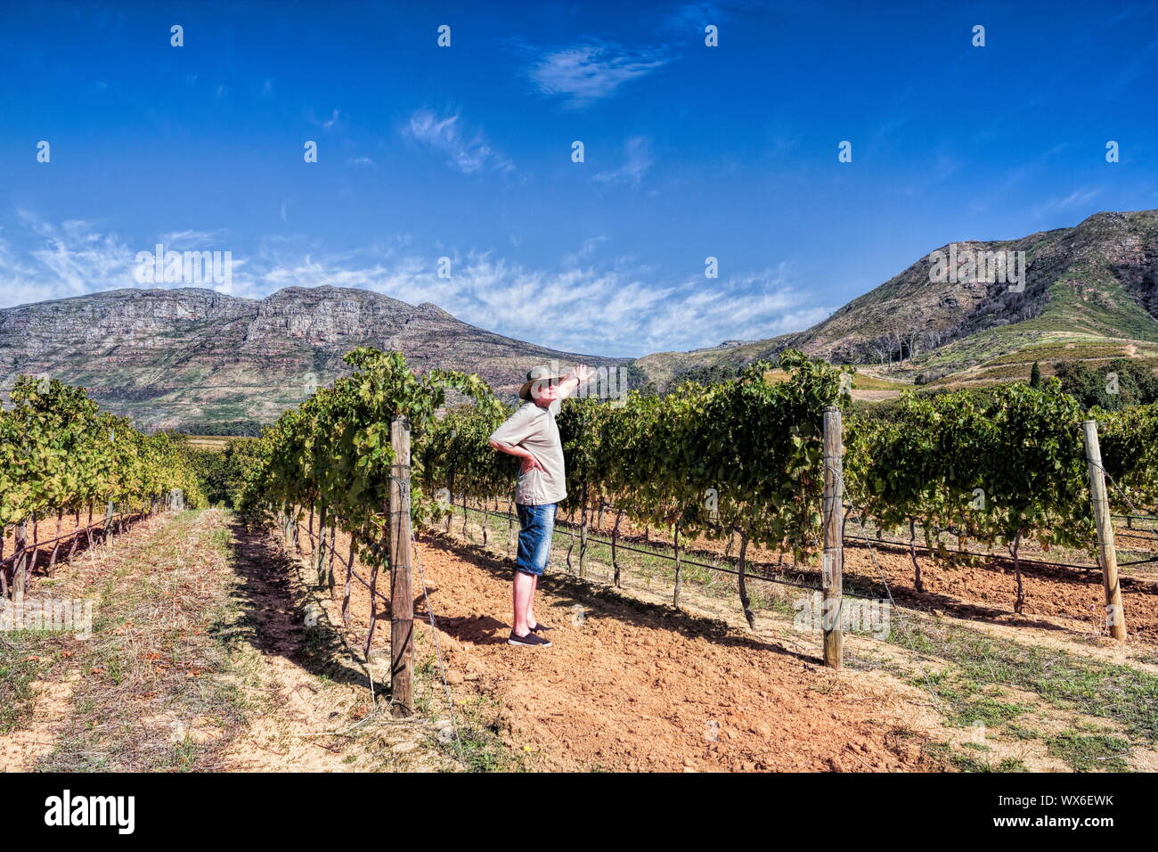 South Africa, Vines Stock Photo - Alamy