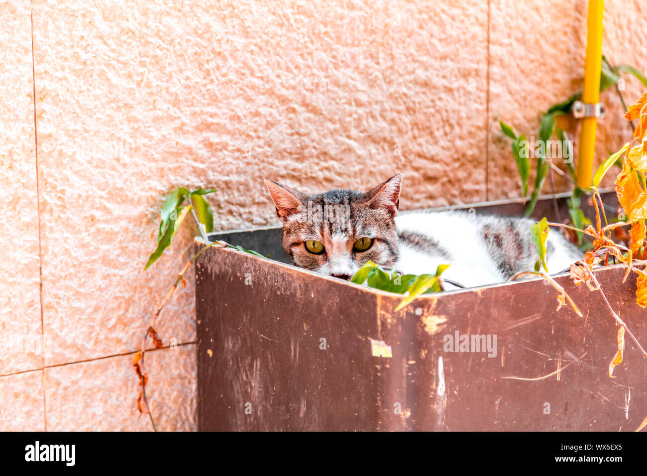 Cute street cat in Ajami, Jaffa, Israel Stock Photo - Alamy