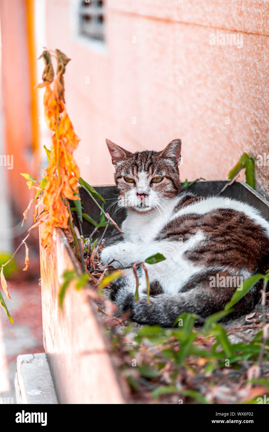 Cute street cat in Ajami, Jaffa, Israel Stock Photo - Alamy