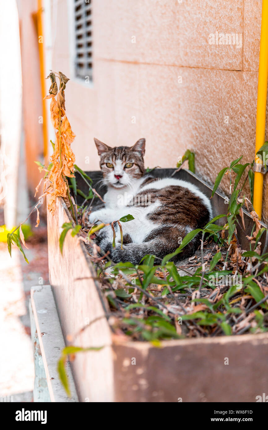 Cute street cat in Ajami, Jaffa, Israel Stock Photo - Alamy