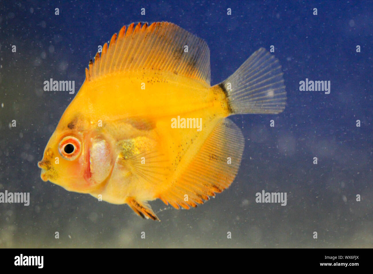 Portrait of a discus fish baby Stock Photo - Alamy