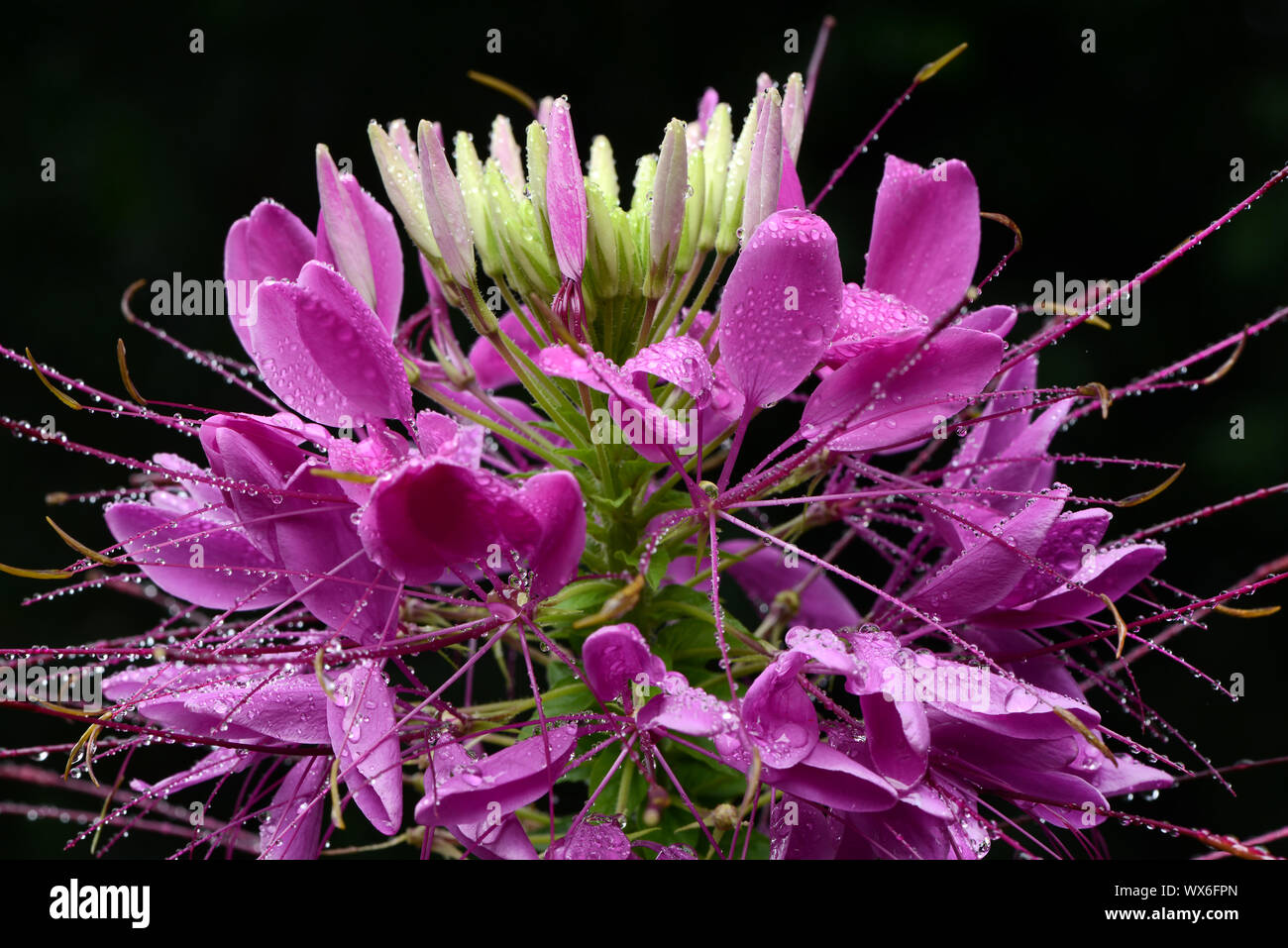 Pink queen hi-res stock photography and images - Alamy
