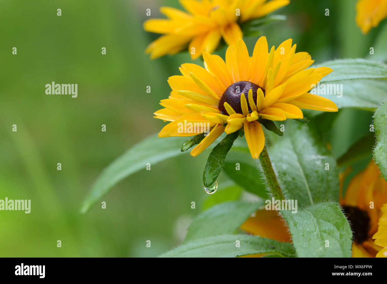 Flower with drops Stock Photo - Alamy