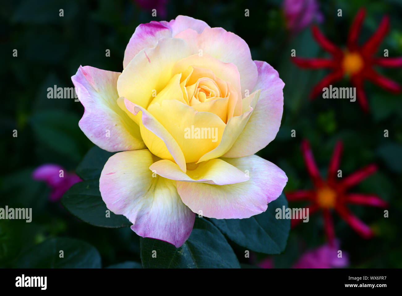 Rose bloom hi-res stock photography and images - Alamy