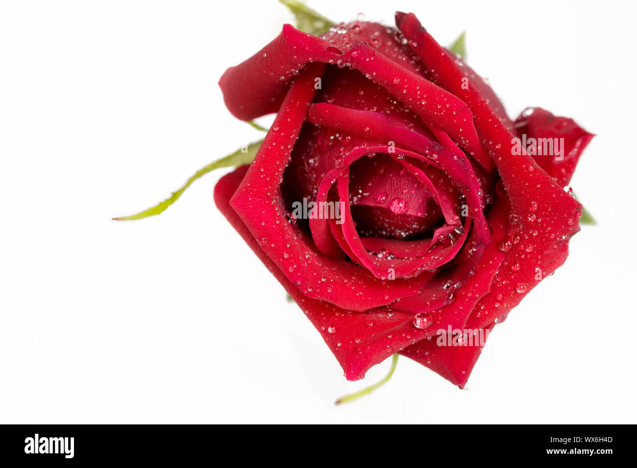 Single beautiful red rose isolated on white Stock Photo - Alamy