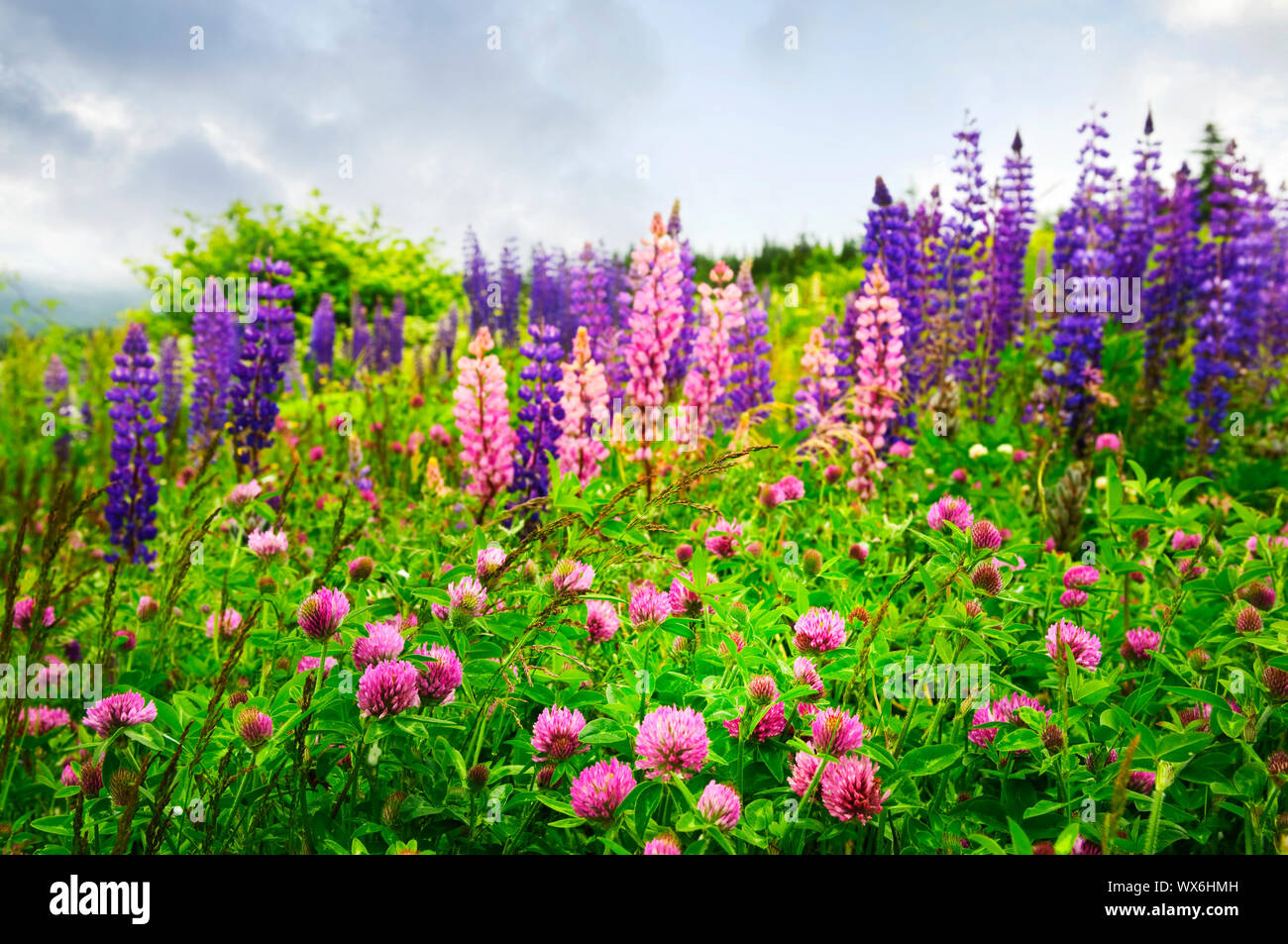 Purple and pink clover and garden lupin wildflowers in Newfoundland ...