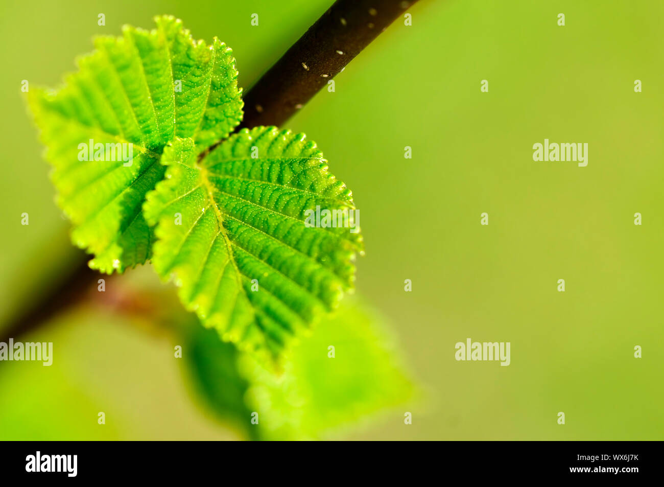 Green spring leaves budding new life in clean environment Stock Photo ...