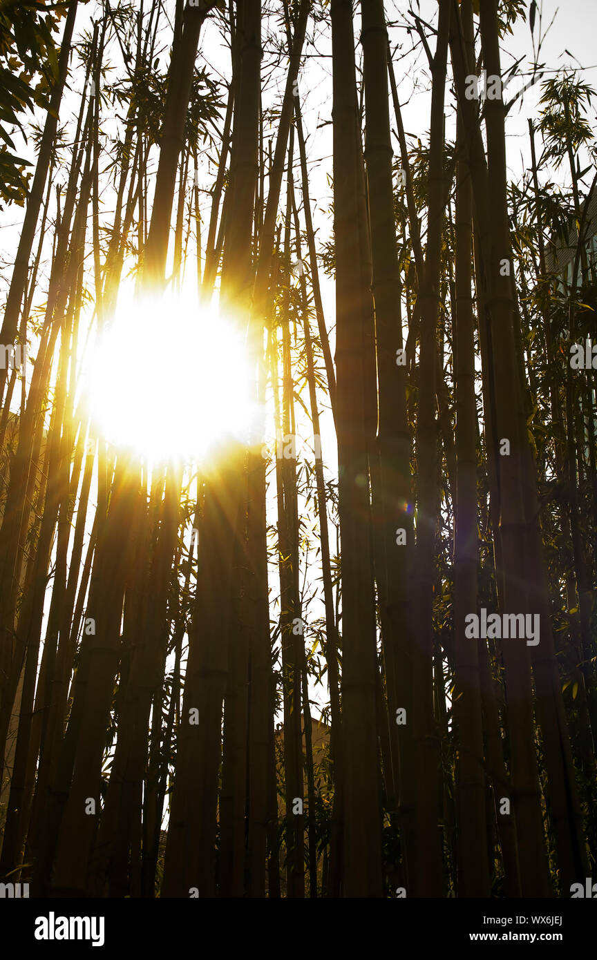 backlit bamboo forest with sun on frame and flare Stock Photo - Alamy