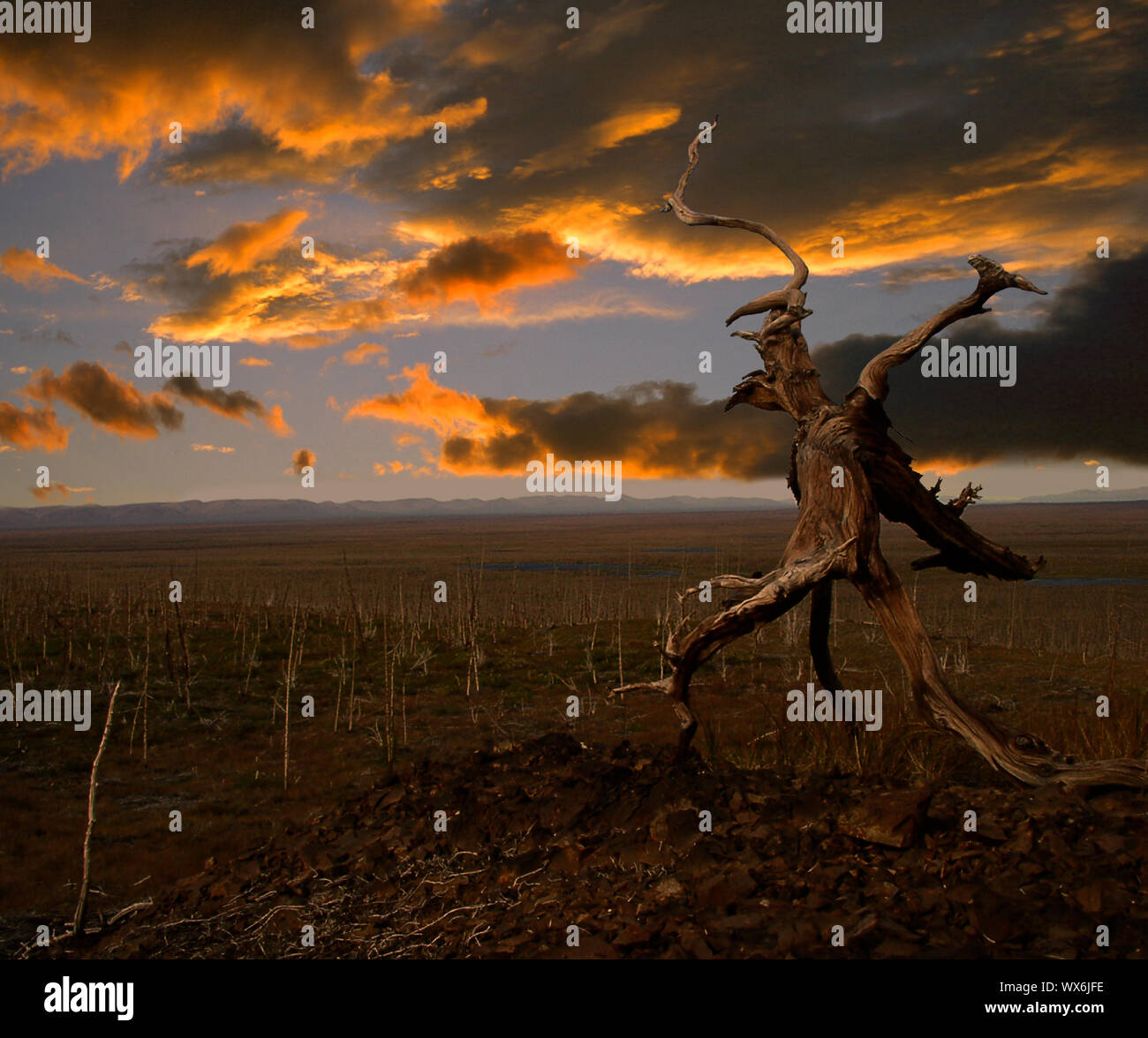 Requiem. Sunset over forest-tundra landscape Stock Photo - Alamy