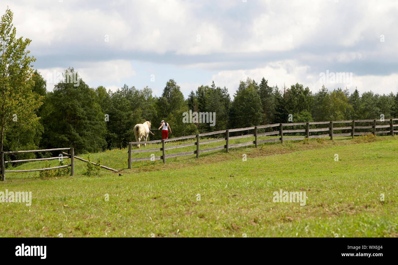 guide horse on paddock Stock Photo - Alamy