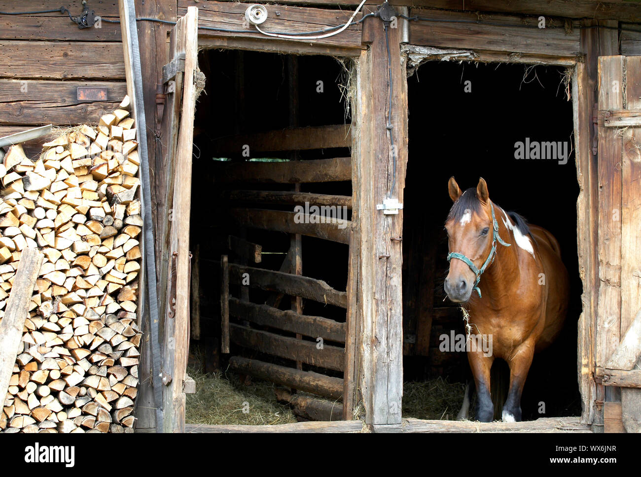 horse in stable Stock Photo - Alamy