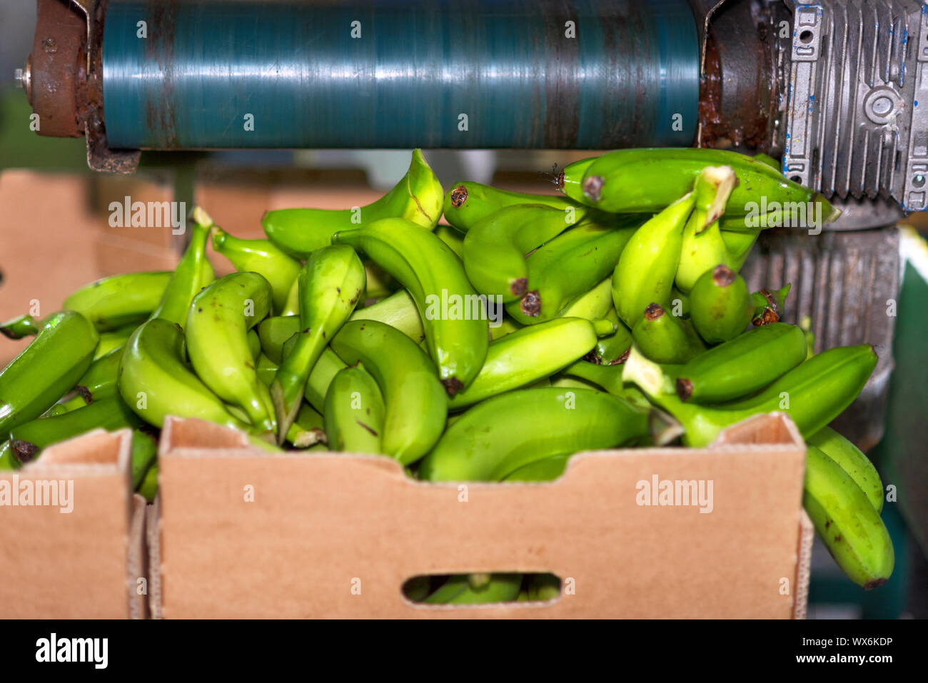 Banana box in packaging chain Stock Photo - Alamy