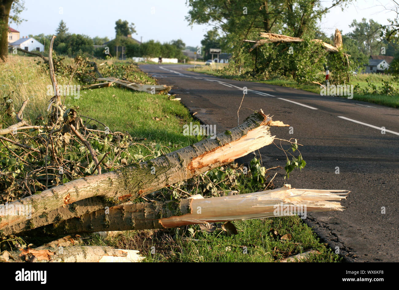 trees broken up Stock Photo - Alamy