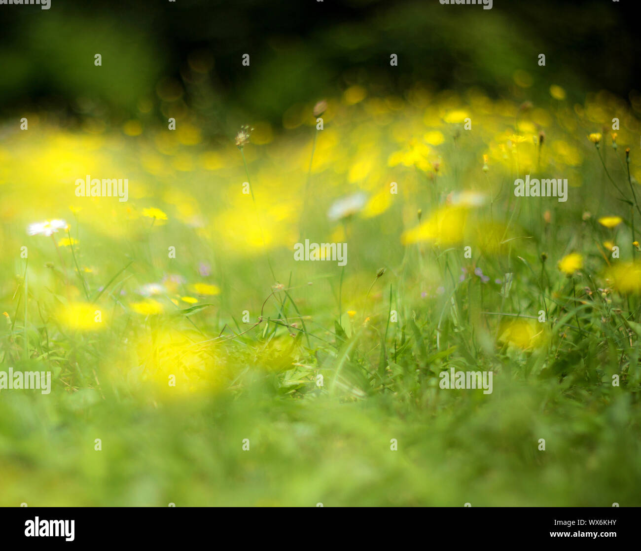 Abstract yellow flowers background Stock Photo - Alamy