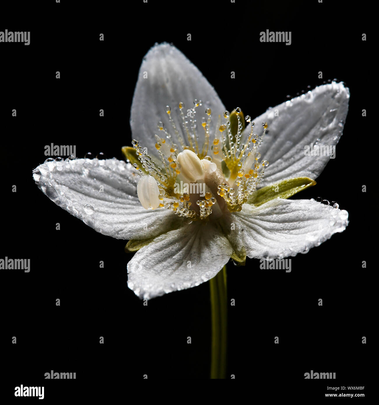 Parnassia pallustris hi-res stock photography and images - Alamy