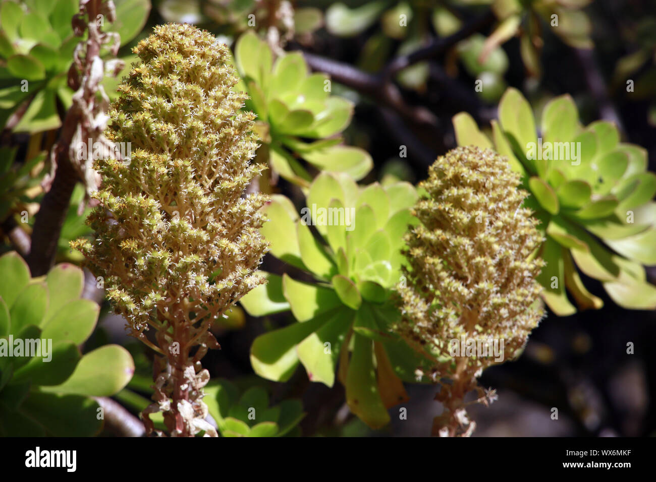 tree aeonium, tree houseleek or Irish rose, endemic to the Canary ...