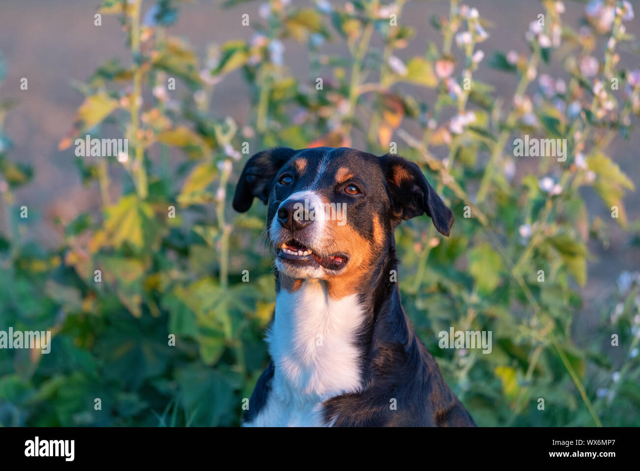 Swiss Mountain Dog Pitbull Mix