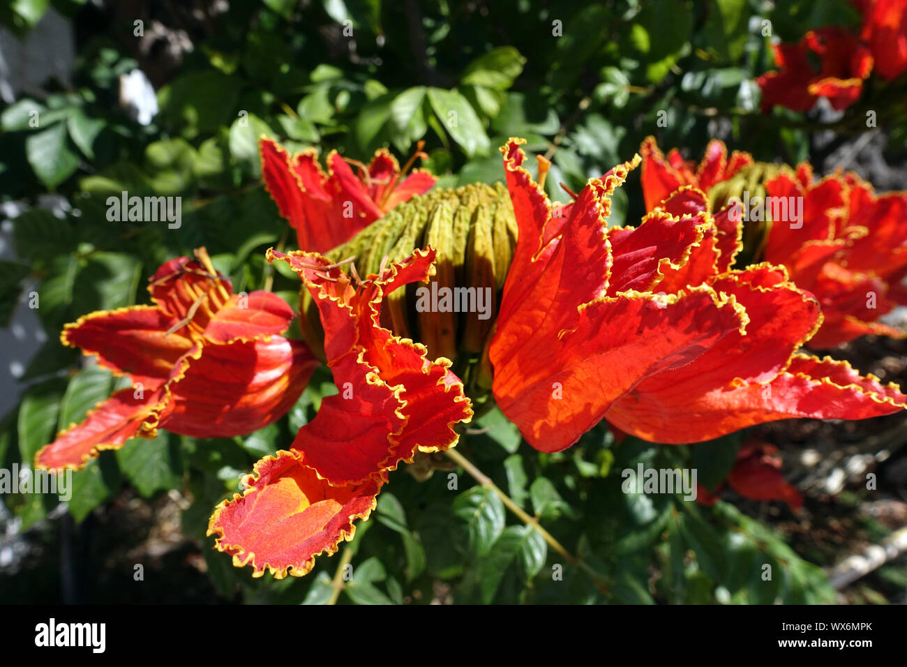 African Tulip tree (Spathodea campanulata Stock Photo - Alamy