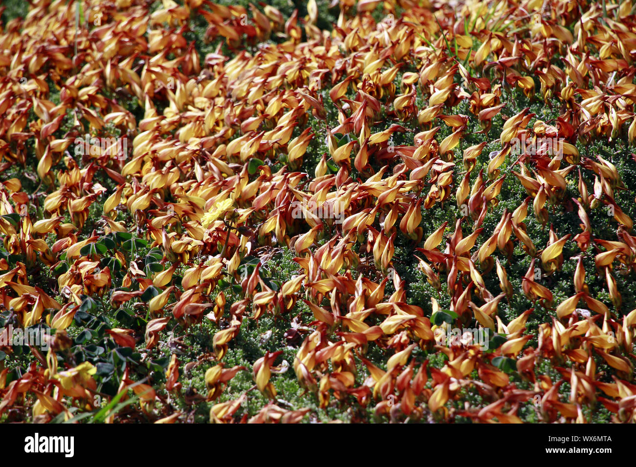 Lotus eremiticu hi-res stock photography and images - Alamy