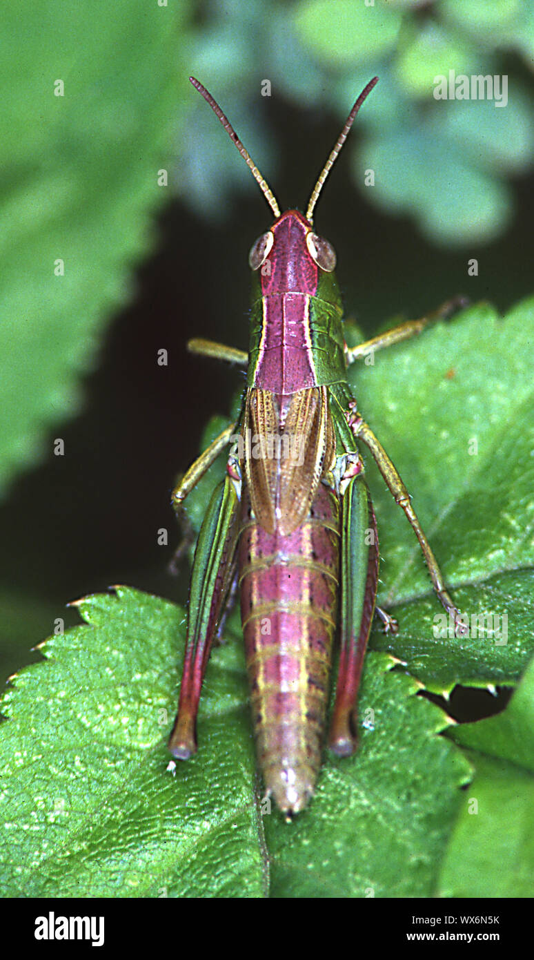 Grasshopper on leaf Stock Photo - Alamy