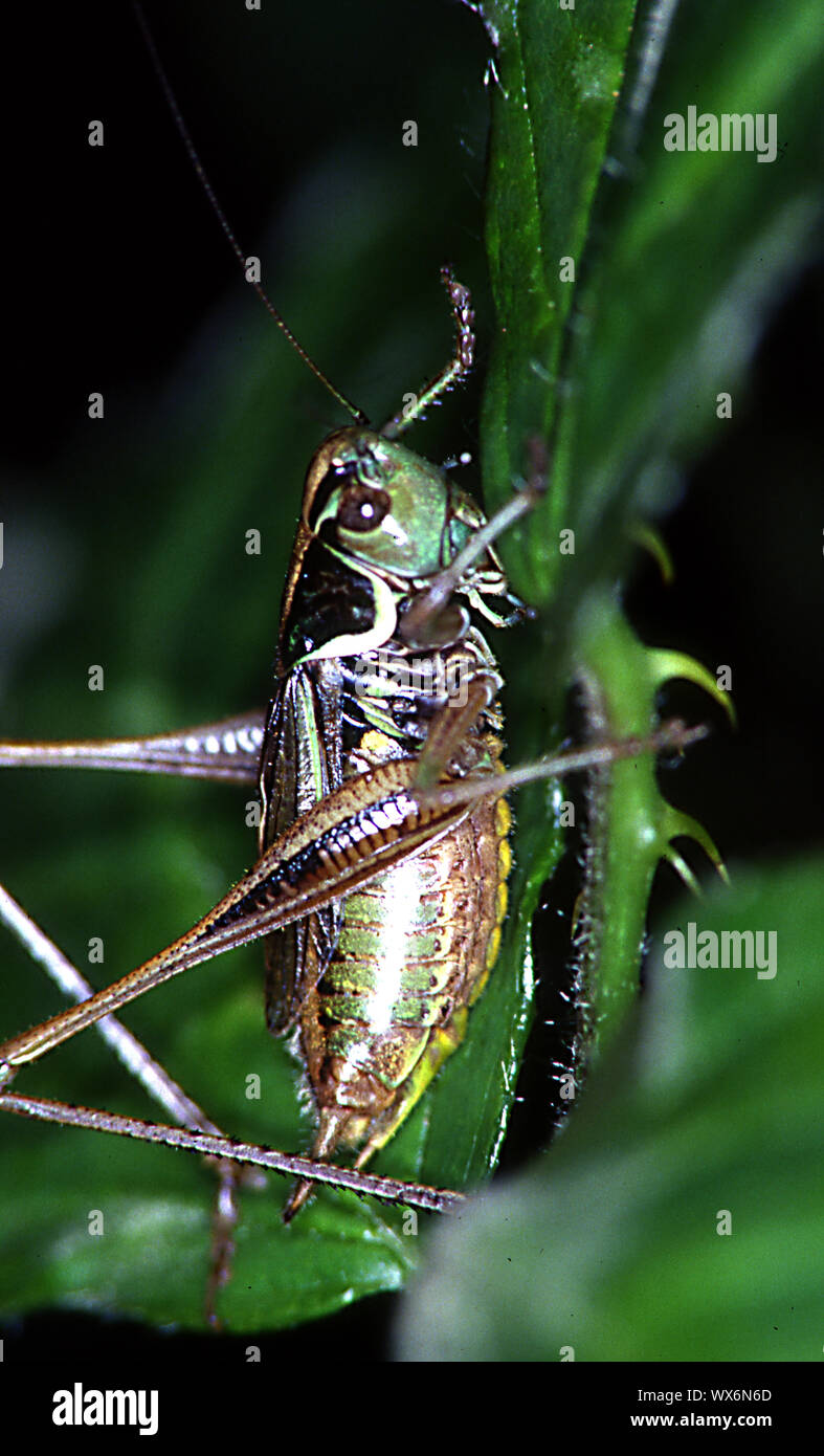 Rösels bite on blade of grass Stock Photo - Alamy
