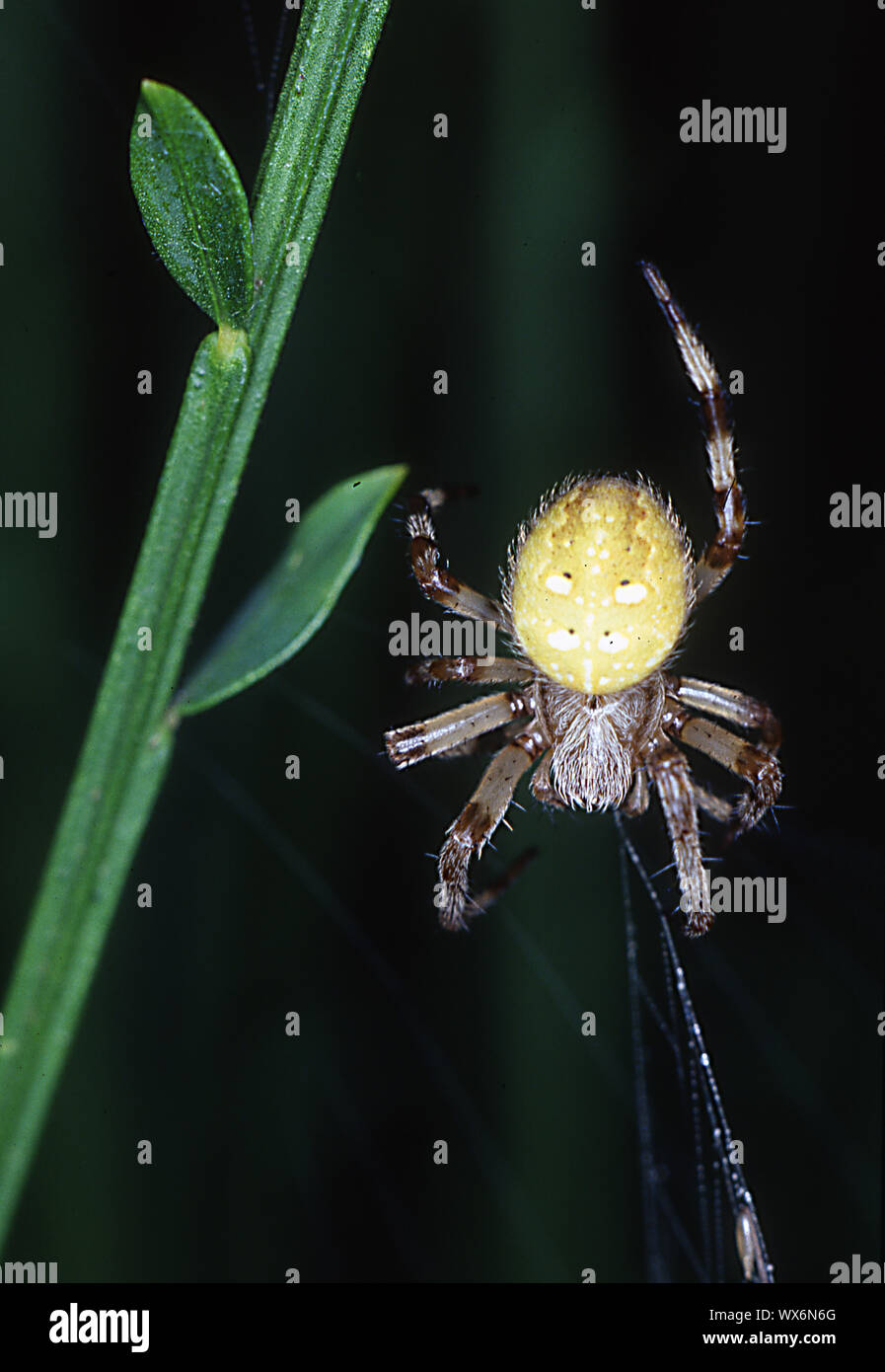 four-spotted cross spider in lurking position Stock Photo - Alamy